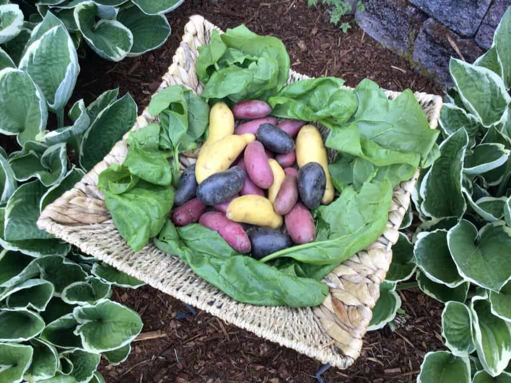 Fresh Mari’s Farm Lettuce & Spinach; Fingerling Potatoes - Yelm Food Coop